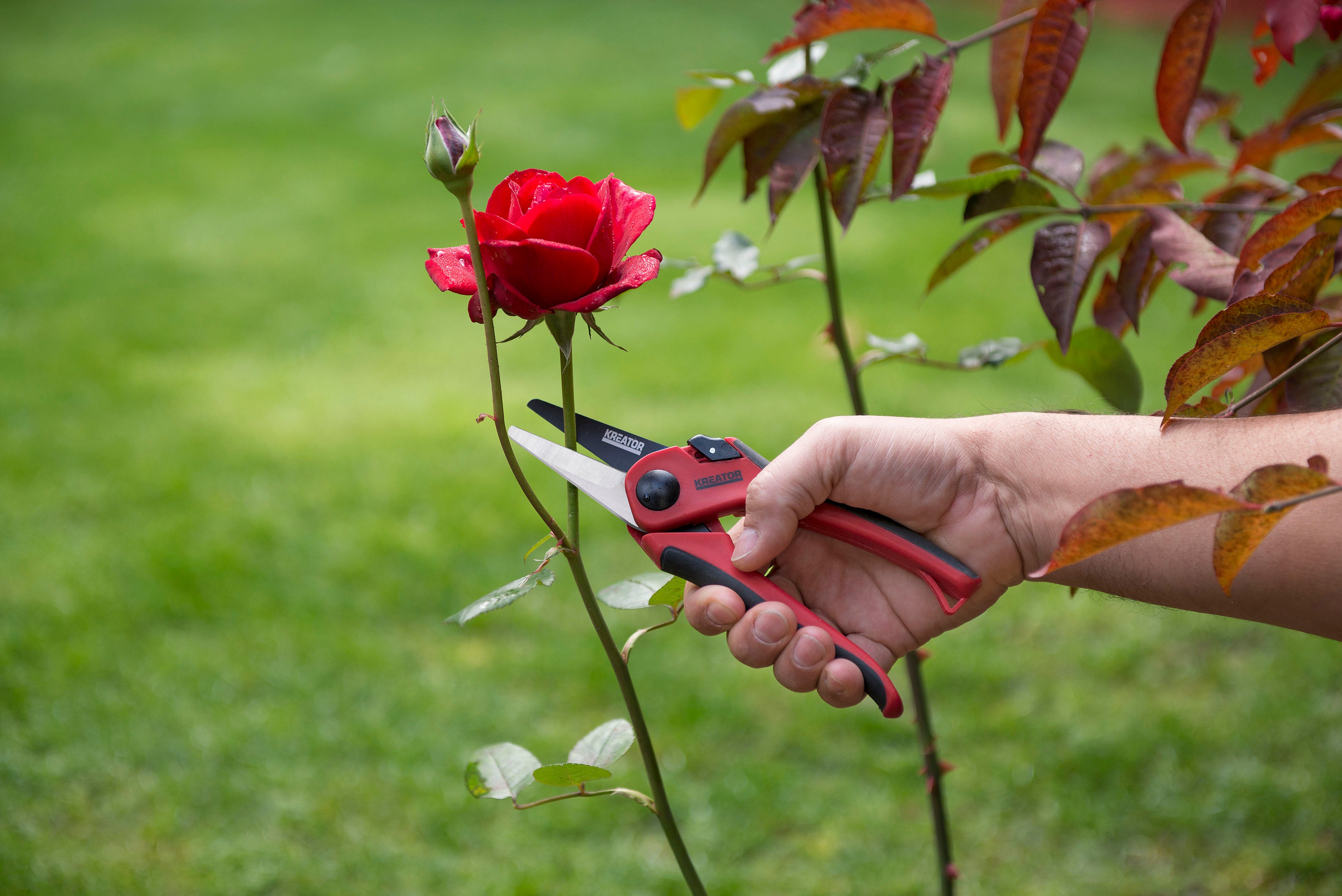 To prune or not to prune? – RED RHINO